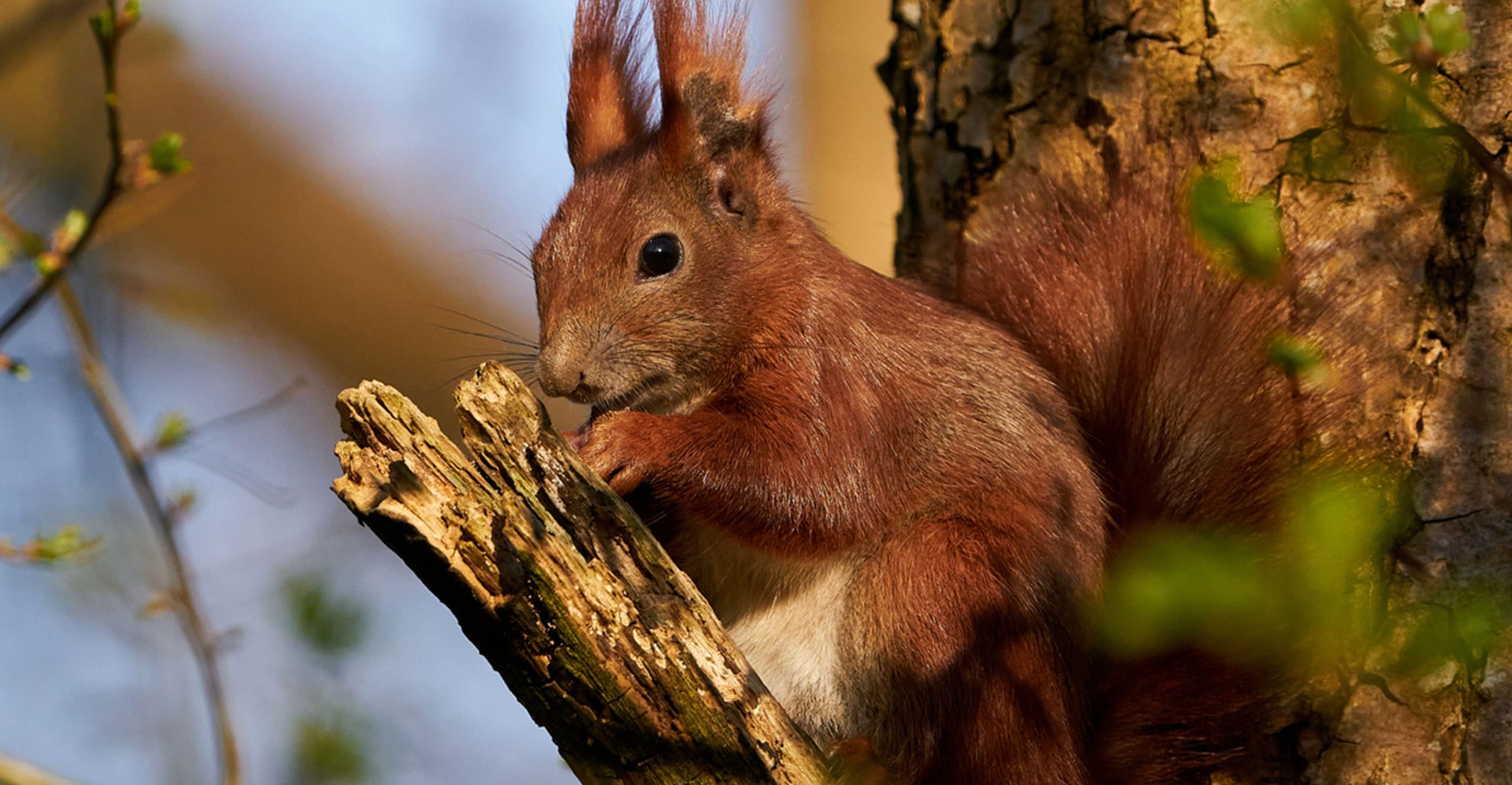 O que é a biodiversidade? - Biodiversidade
