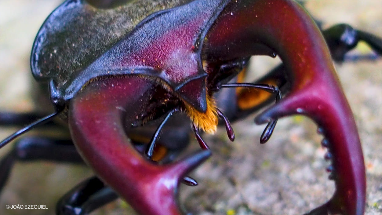 Vaca-loura: descubra o maior inseto da Europa -Biodiversidade