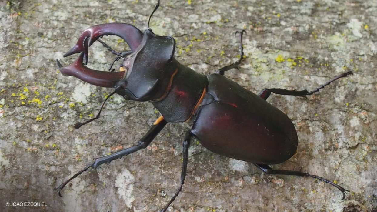 Vaca-loura: descubra o maior inseto da Europa -Biodiversidade