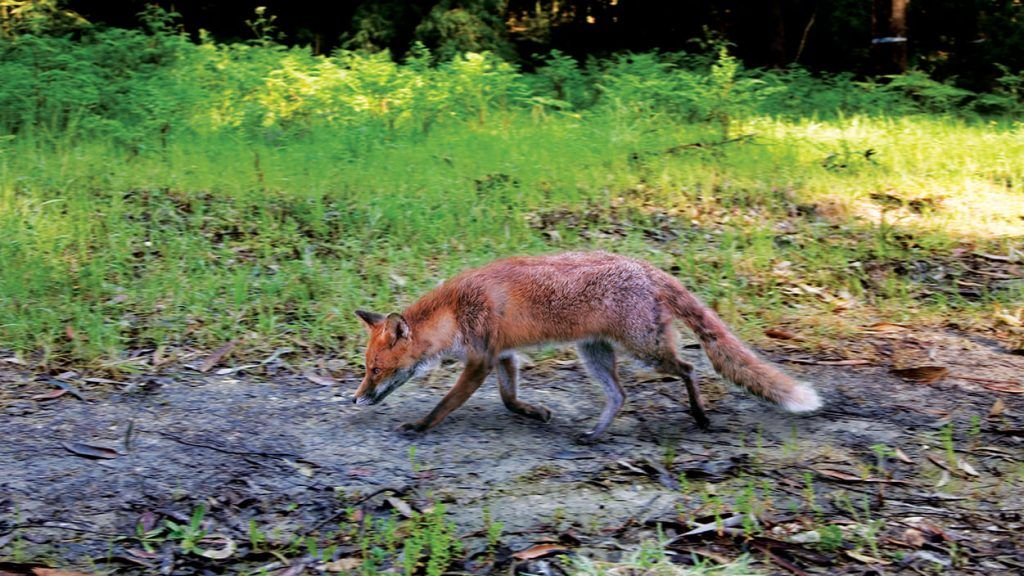 Raposa: uma resistente entre mamíferos selvagens.
