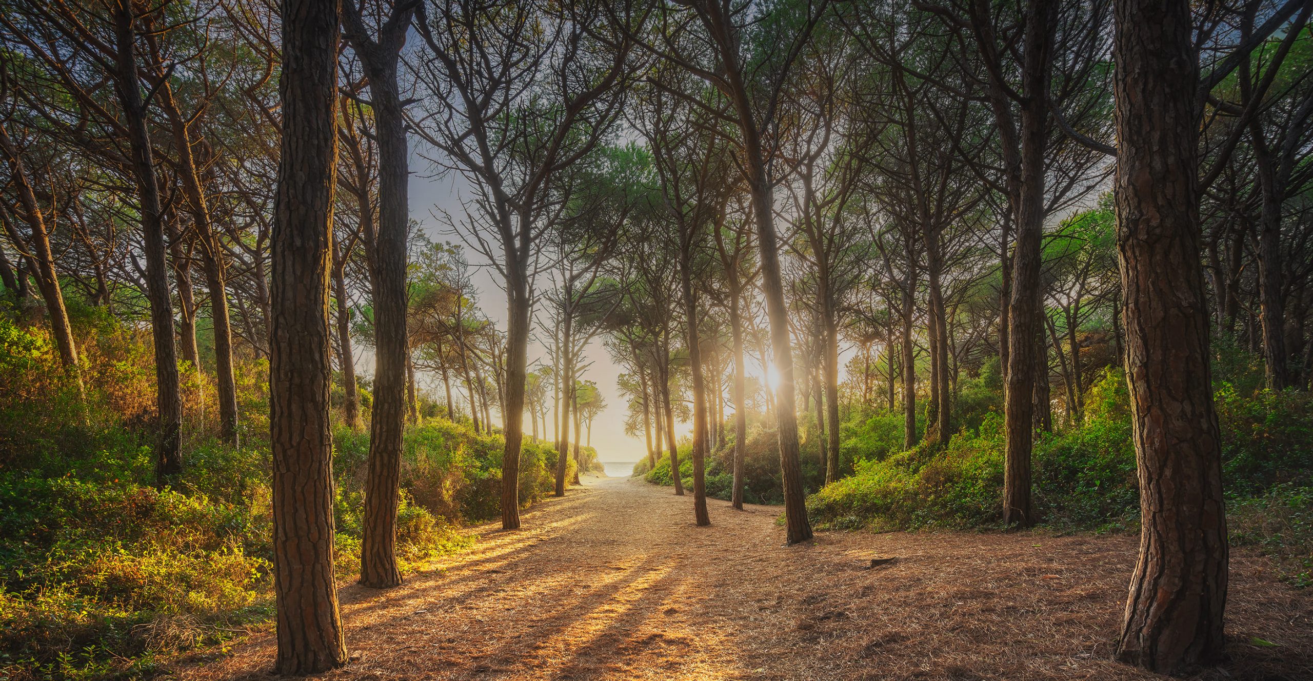 Pinhal: habitat comum, mas diversificados - Biodiversidade