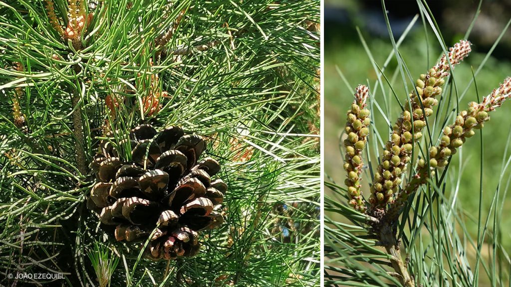 Conheça o pinheiro-manso, a árvore do pinhão - Biodiversidade