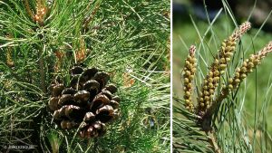 Conheça o pinheiro-manso, a árvore do pinhão - Biodiversidade