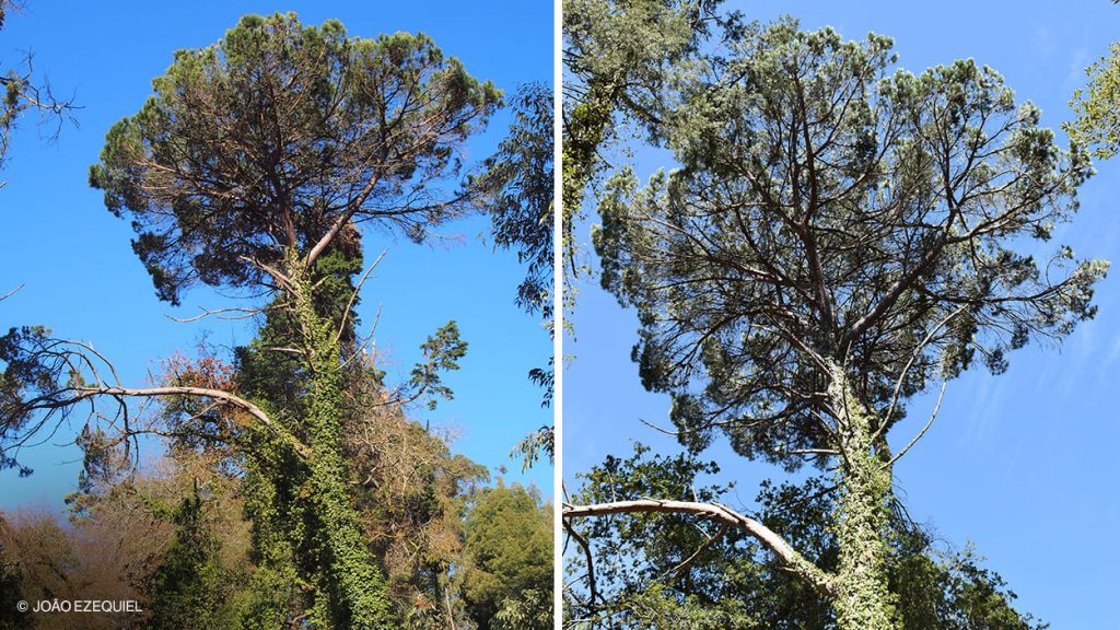 Conheça o pinheiro-manso, a árvore do pinhão - Biodiversidade