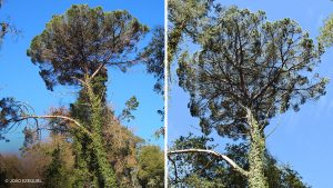 Conheça o pinheiro-manso, a árvore do pinhão - Biodiversidade