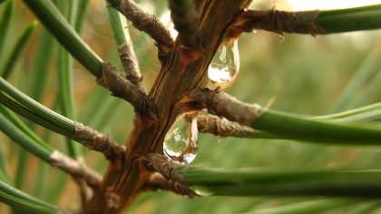 Pinhal: habitat comum, mas diversificados - Biodiversidade