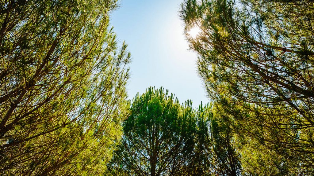 Pinhal: habitat comum, mas diversificados - Biodiversidade