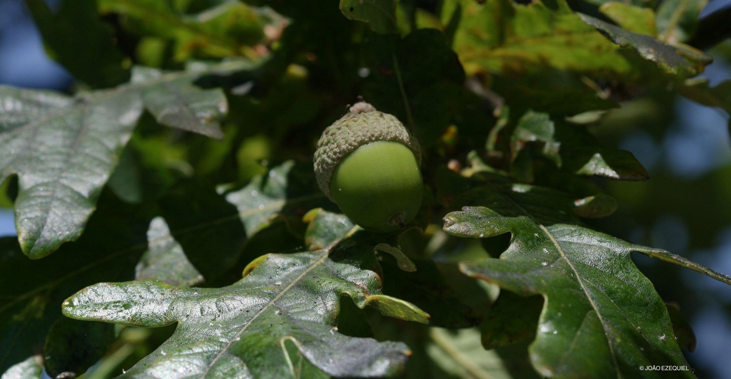 Conheça o carvalho-alvarinho, uma árvore típica dos climas temperados