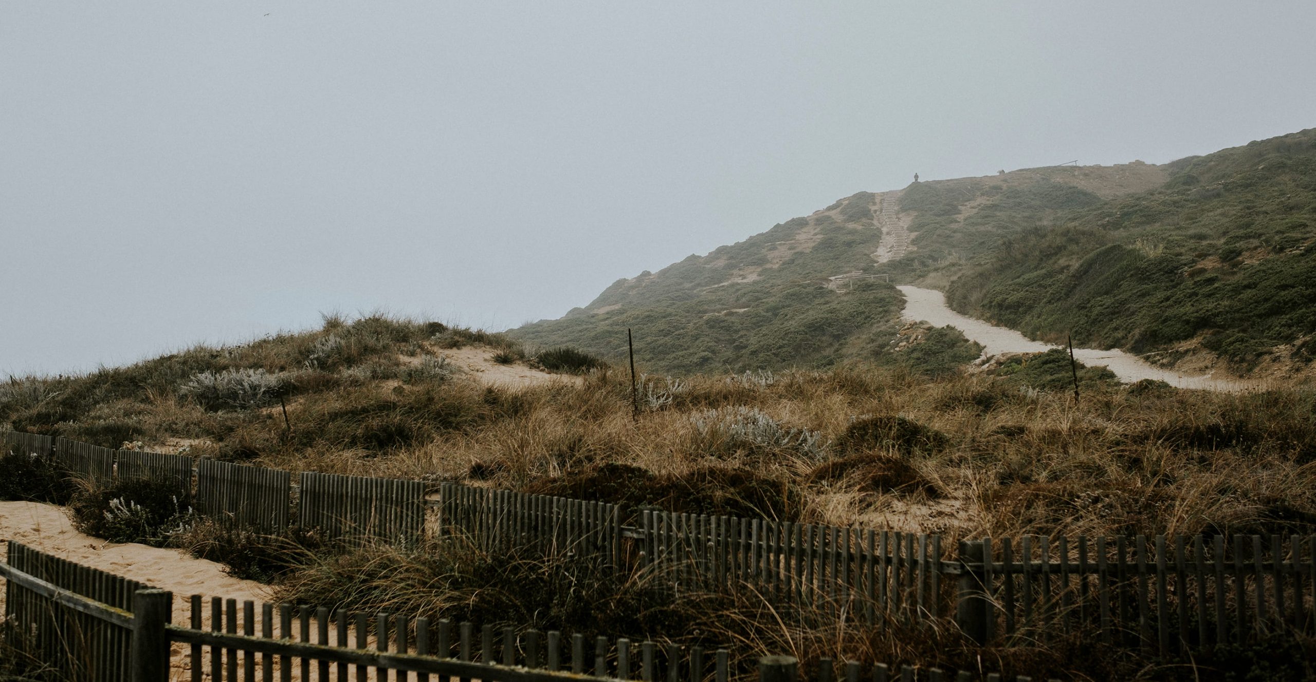 Dunas litorias: descubra a sua biodiversidade numa ida à praia