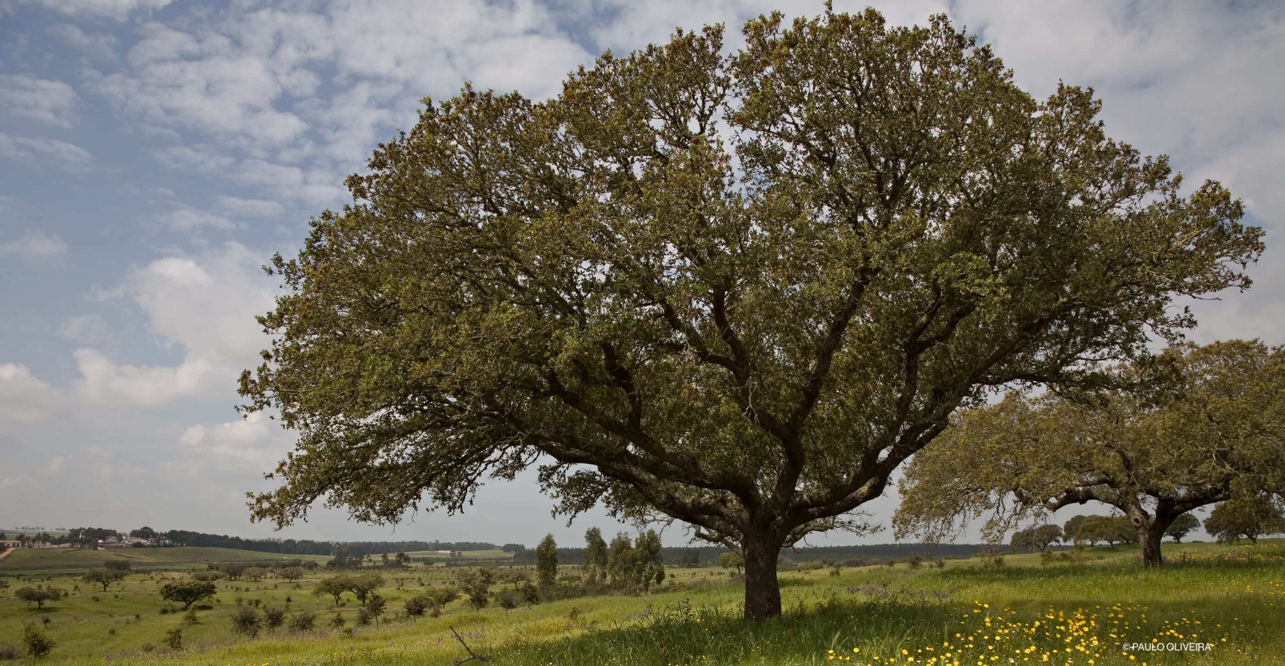 Montado: um santuário de biodiversidade moldado pelo Homem