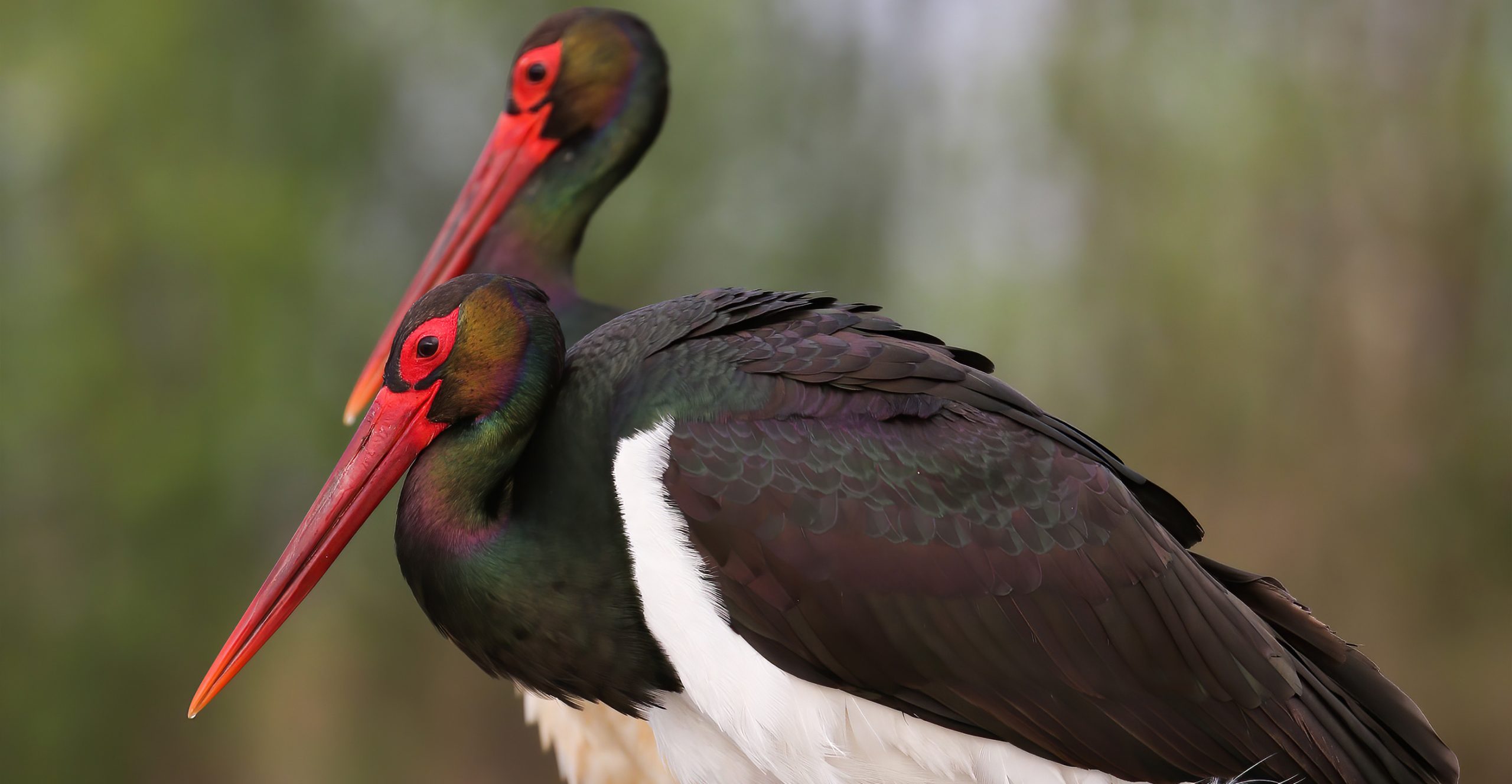 Descubra a cegonha-preta, uma das mais vistosas aves nos nossos céus