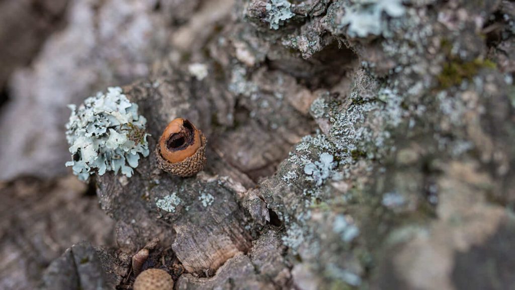 Fungos: um imenso reino por desvendar além dos cogumelos