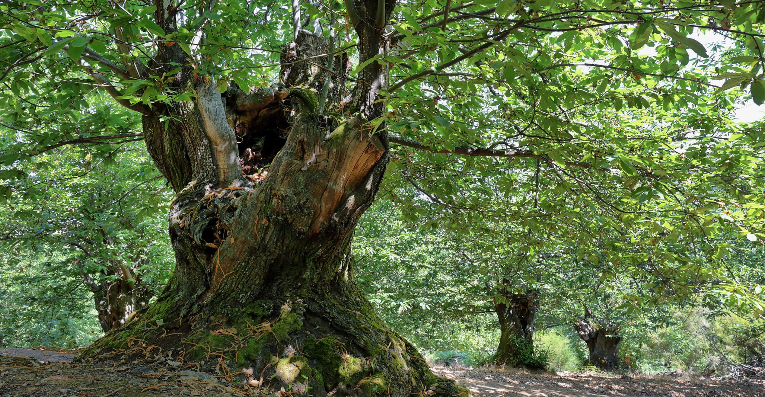 Velhos castanheiros: um refúgio para a biodiversidade