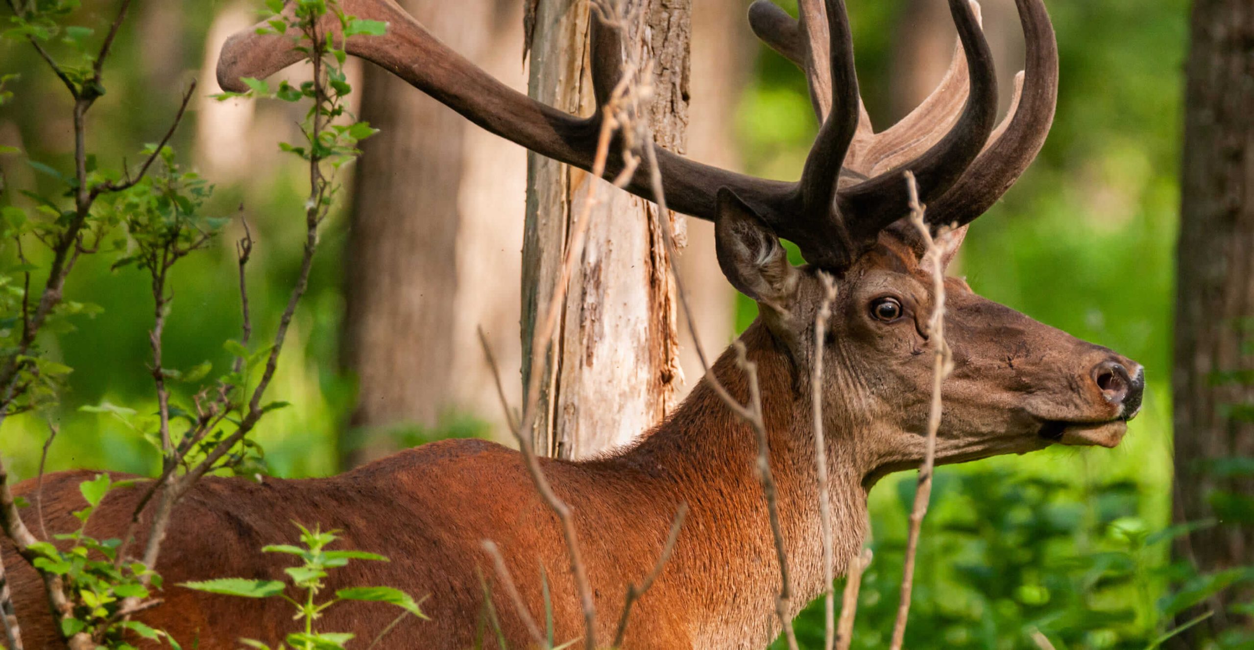 Descubra o veado: o maior mamífero na natureza em Portugal