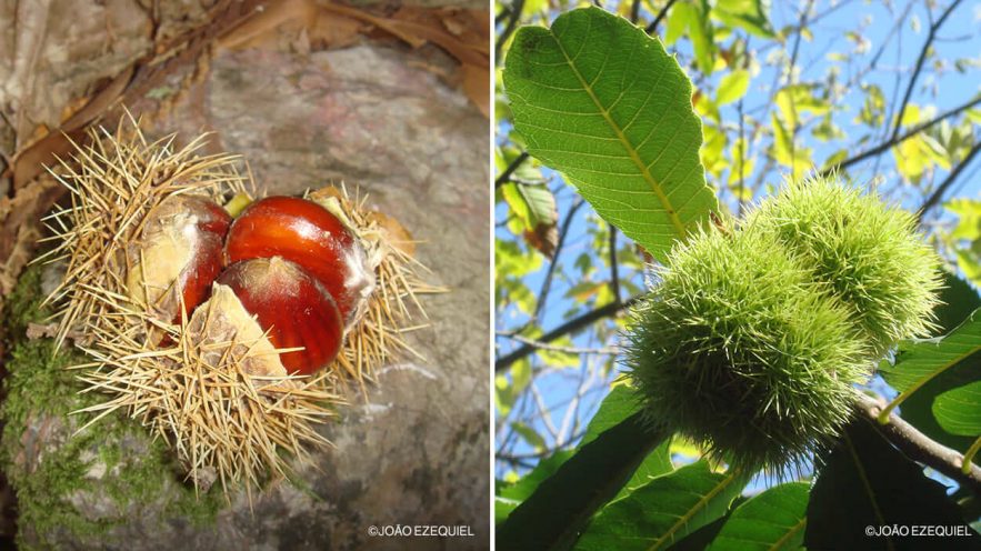 Velhos castanheiros: um refúgio para a biodiversidade