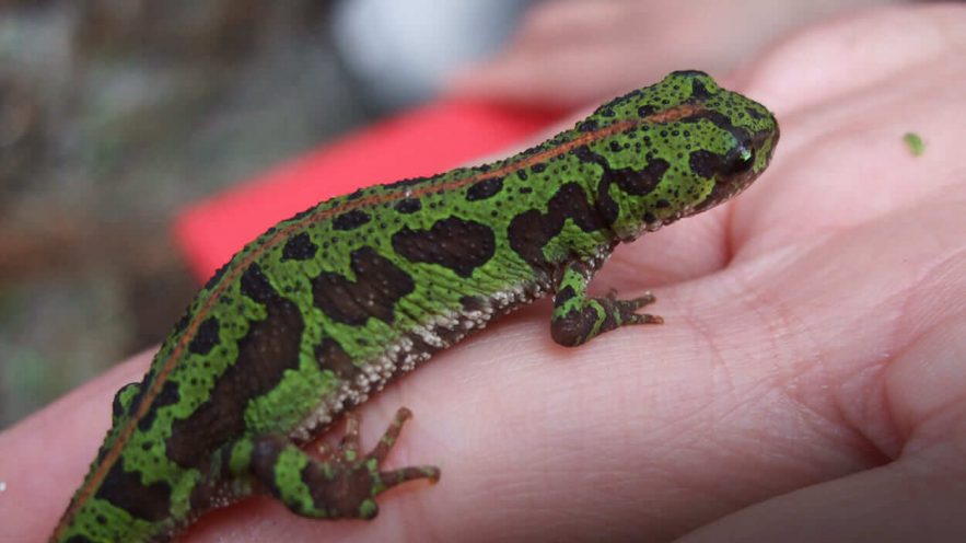 Conheça o tritão-marmoreado, um endemismo ibérico
