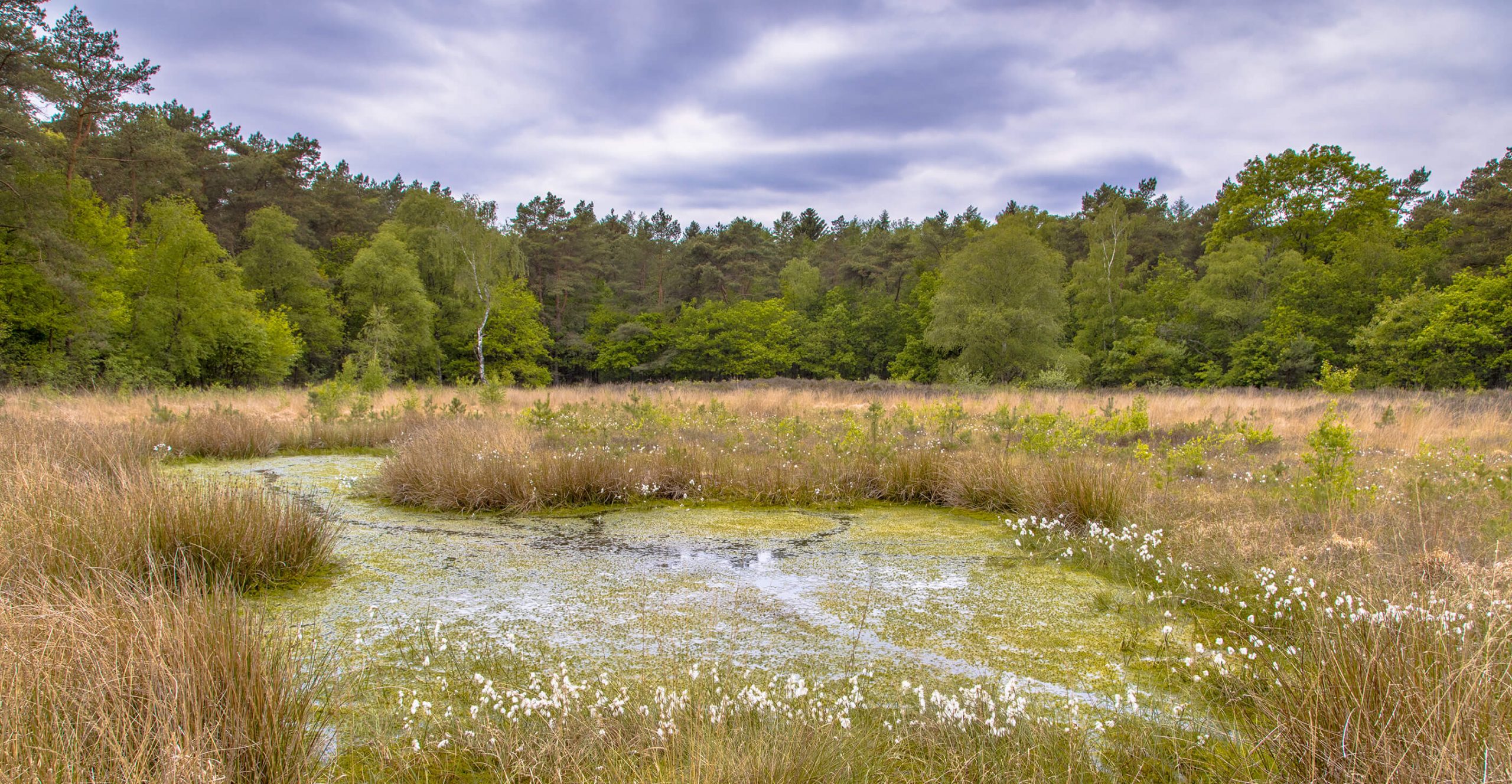 Charcos temporários mediterrânicos são oásis de vida