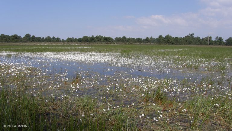 Charcos temporários mediterrânicos são oásis de vida