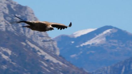 Descubra o grifo: uma das maiores aves em Portugal