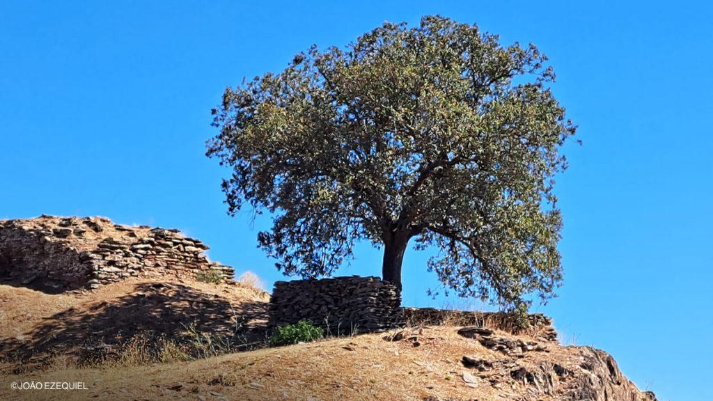 Descubra a azinheira: uma resistente em Portugal