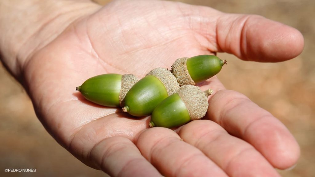 Descubra a azinheira: uma resistente em Portugal