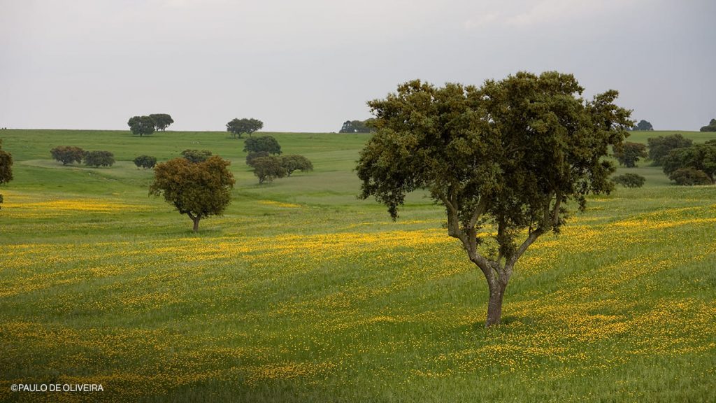 Descubra a azinheira: uma resistente em Portugal