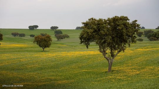 Descubra a azinheira: uma resistente em Portugal