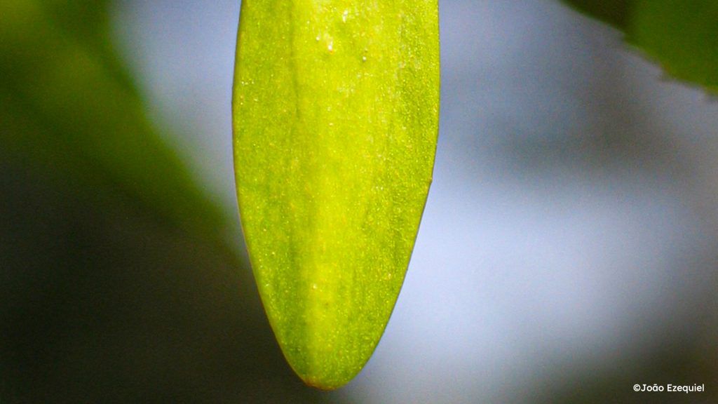 Freixo-de-folhas-estreitas: uma árvore que pode viver mais de 200 anos ...