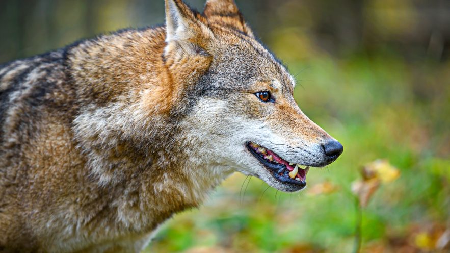 O mundo enigmático do lobo-ibérico - Biodiversidade