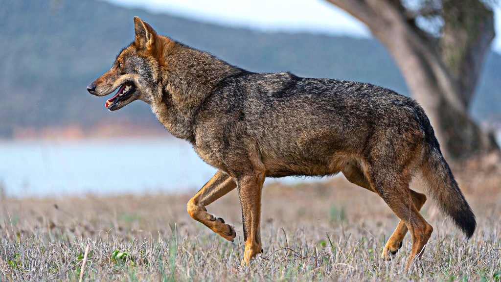 O mundo enigmático do lobo-ibérico - Biodiversidade