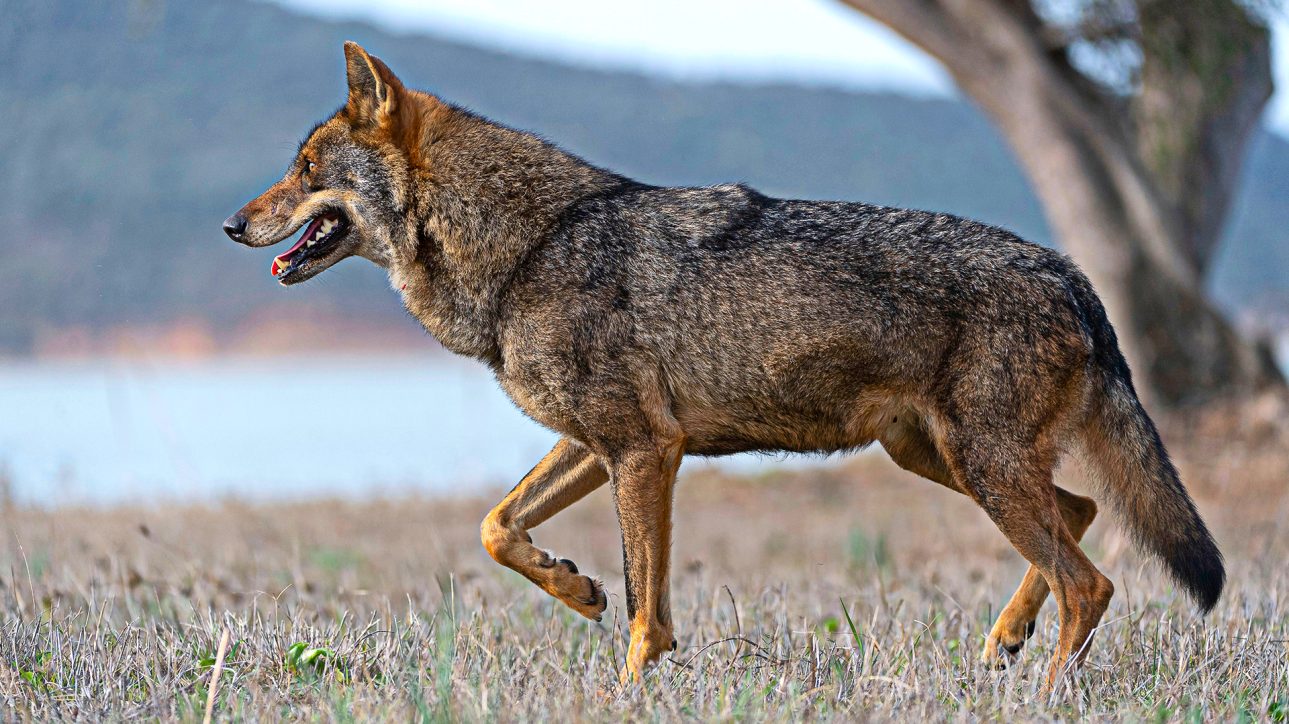 O mundo enigmático do lobo-ibérico - Biodiversidade