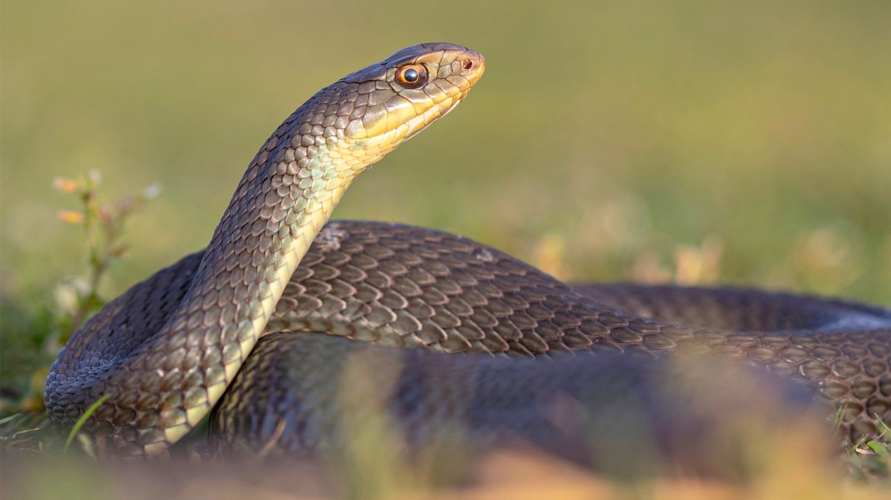 Cobra-rateira ou simplesmente a maior cobra de Portugal - Biodiversidade