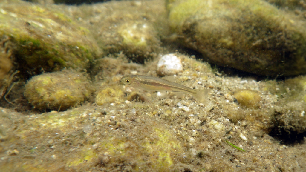 Boga-comum, um peixe de água doce - Biodiversidade