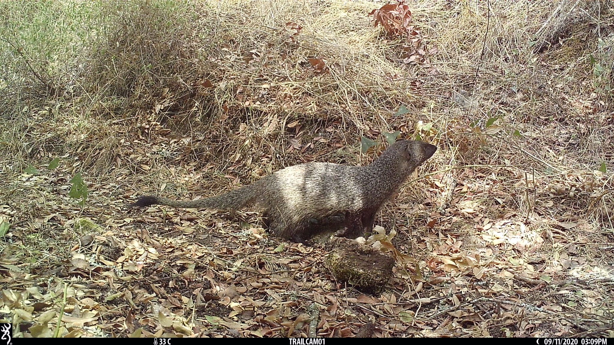 Sacarrabos: conheça o “rato dos faraós” - Biodiversidade