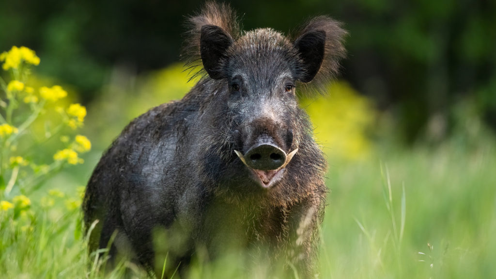 Javali, um portador de sarilhos - Biodiversidade
