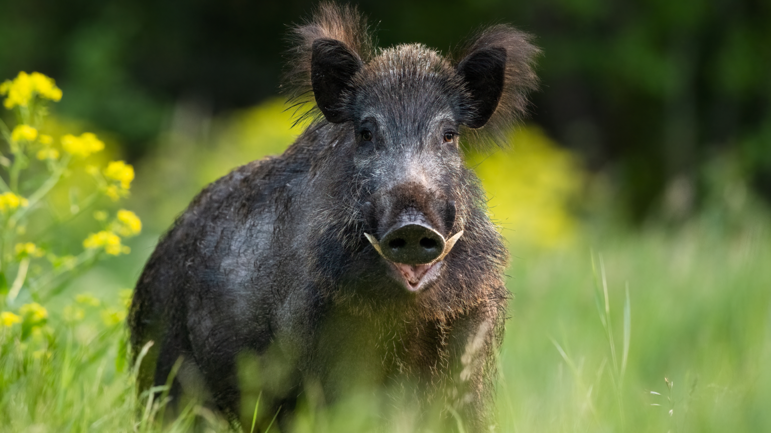 Javali, um portador de sarilhos - Biodiversidade