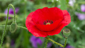 PAPOILA: CRONISTA DA HISTÓRIA HUMANA - Biodiversidade
