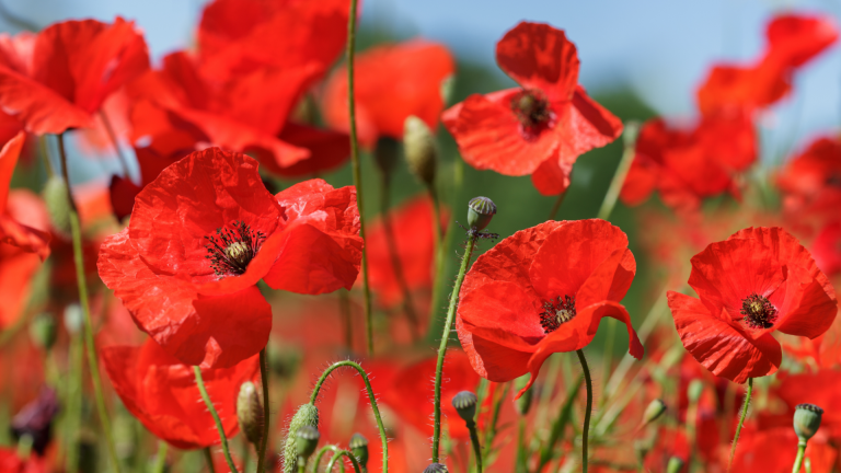 PAPOILA: CRONISTA DA HISTÓRIA HUMANA - Biodiversidade