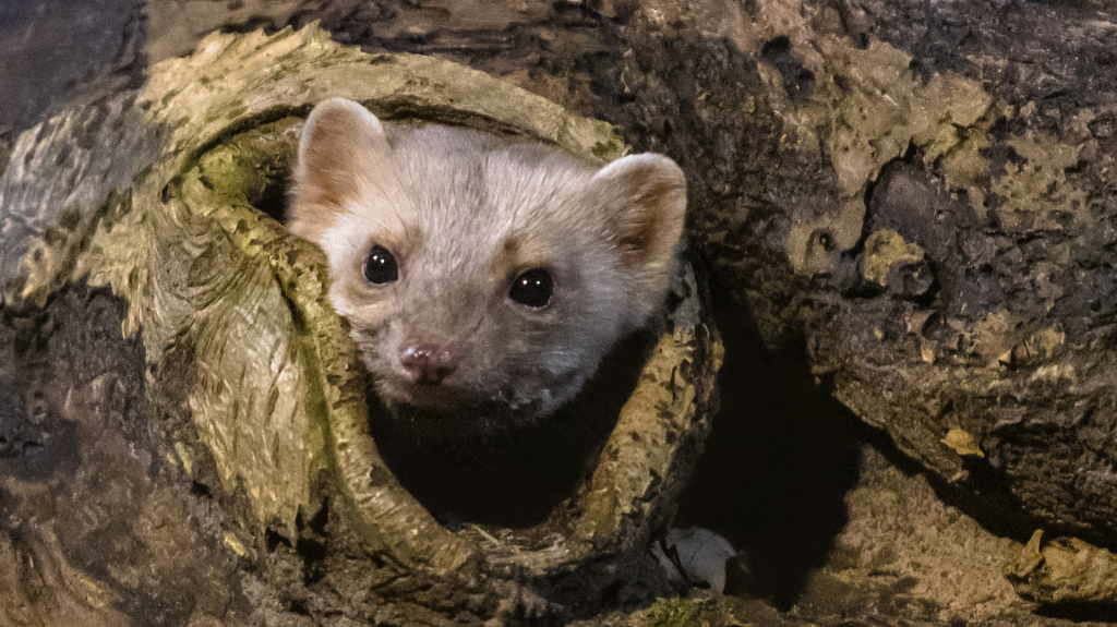 Fuinha: a prova de que as aparências iludem - Biodiversidade