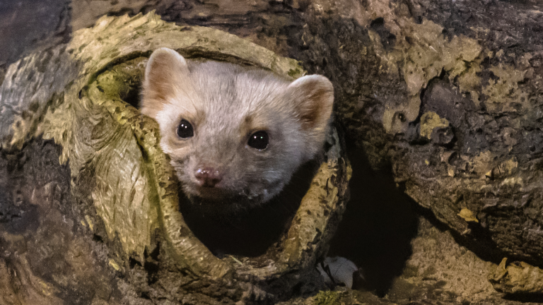Fuinha: a prova de que as aparências iludem - Biodiversidade