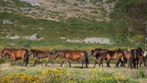 Garrano: o cavalo fidalgo de Portugal | Biogaleria